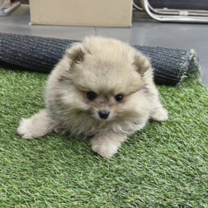 李家everydayのサラのプロフィール！整形してる？サラの病気とは？サラの彼氏はEK？結婚の予定は？ | havicoco